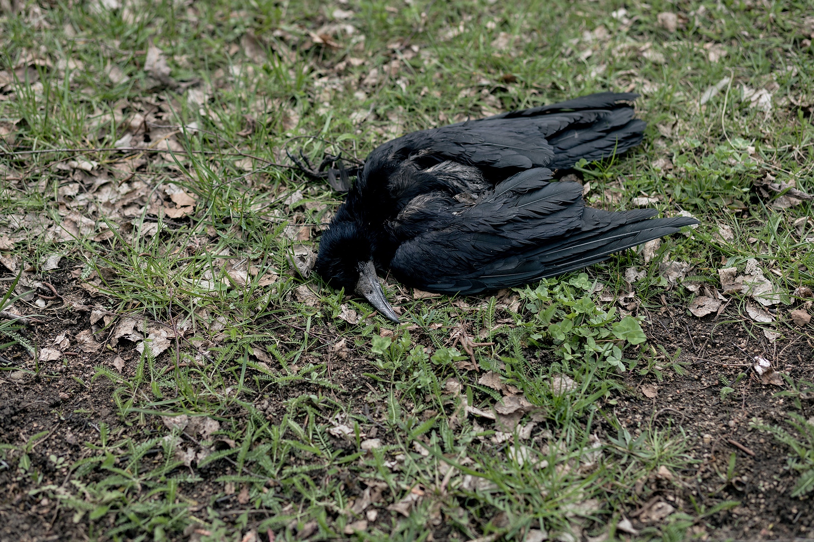 Dood wild dier | AfvalScheidingswijzer Milieu Centraal